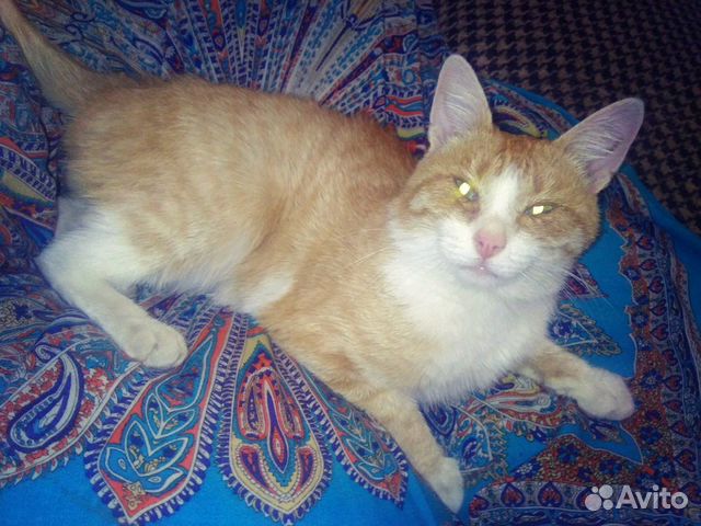 Рыжий солнечный котик