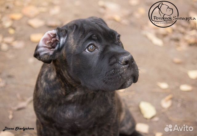 Красотка кане корсо