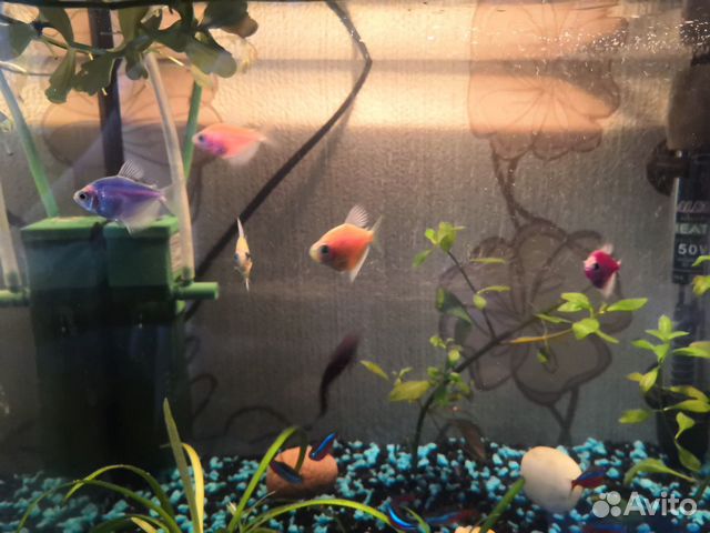 Тернеция (аквариумные рыбки)