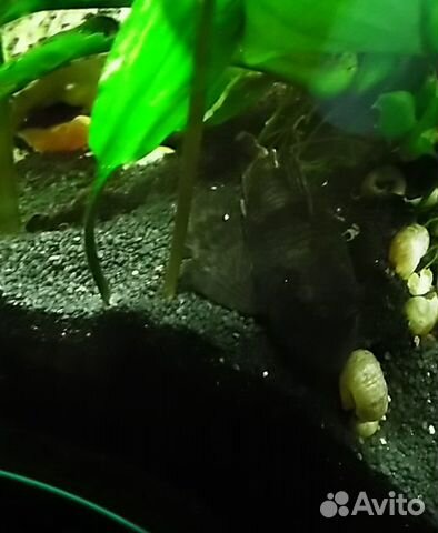 Аквариумные рыбки