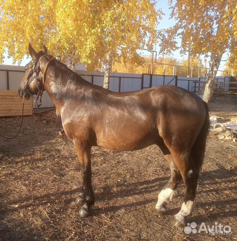 Жеребец-тяжеловоз