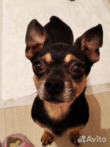 Халк ищет дом