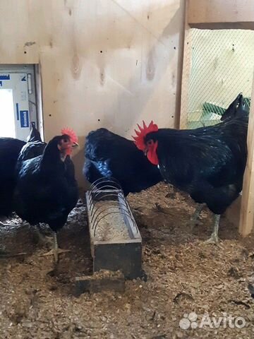 Продам семью Джерсийского гиганта