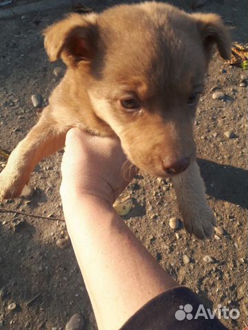 Симпатичный щенок