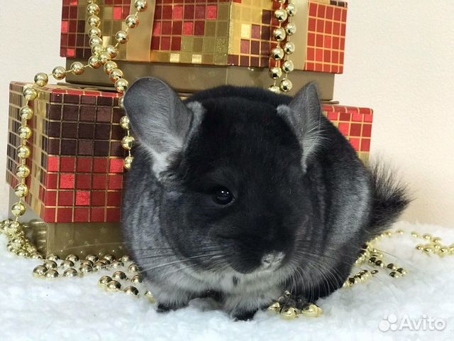 Продаю шиншиллу девочку