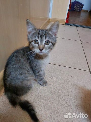 Котята от шотландской кошки папа обычный)