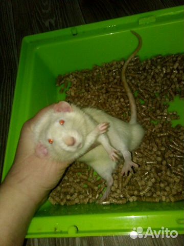 Крысы дамбо