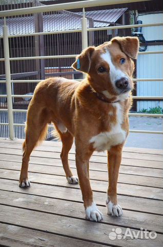 Собака ищет дом