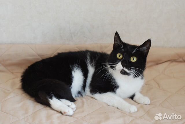 Отдам в добрые руки