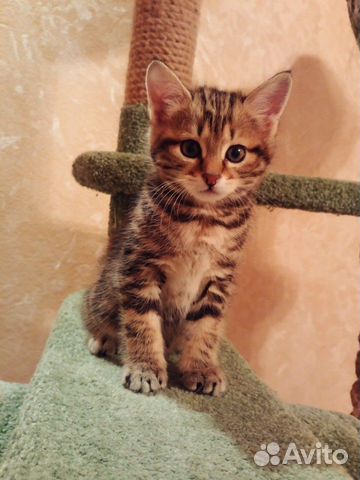 Котёнок курильского бобтейла