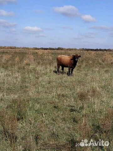 Продается скот, молодые бычки, телки, коровы с тел