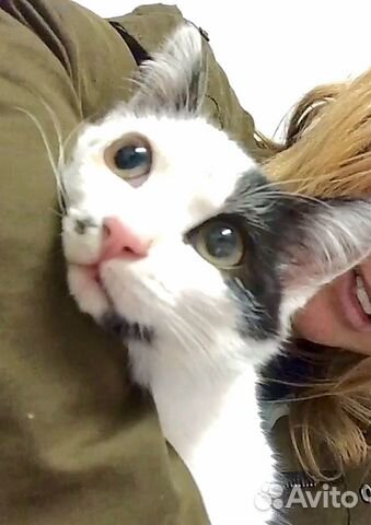 Маленькая симпатичная кошечка ищет дом