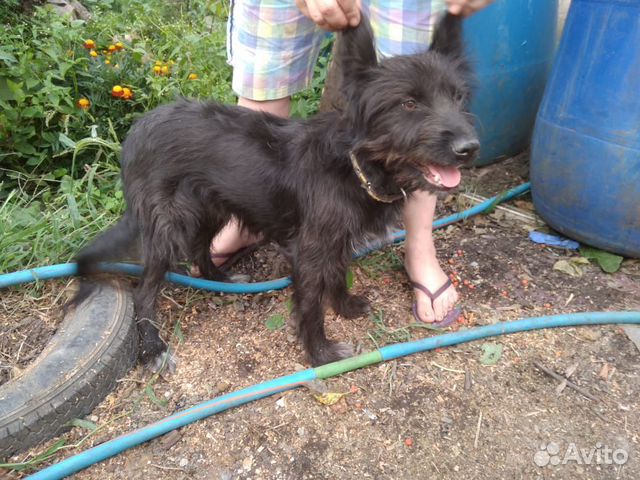 Ищет дом не крупная собачка Ночка