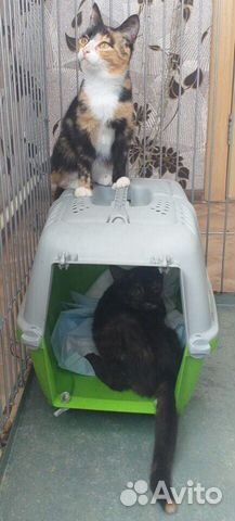 Котенок ищет дом. Мелисса