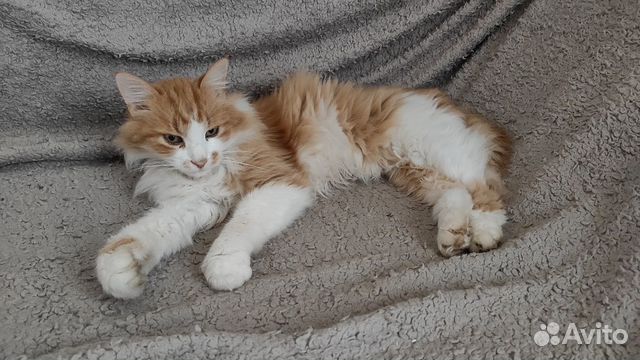 Шикарный взрослый кот