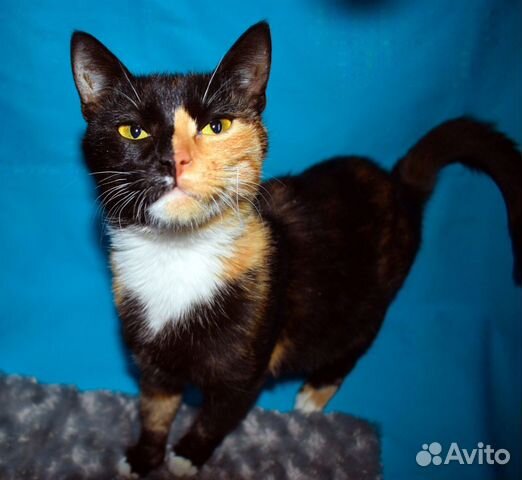 Сэнди 8 мес в добрые руки