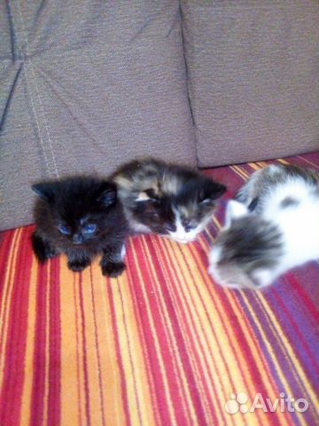 Котятв в дар