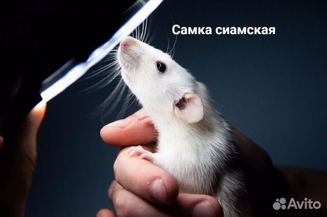 Крысы, крыса