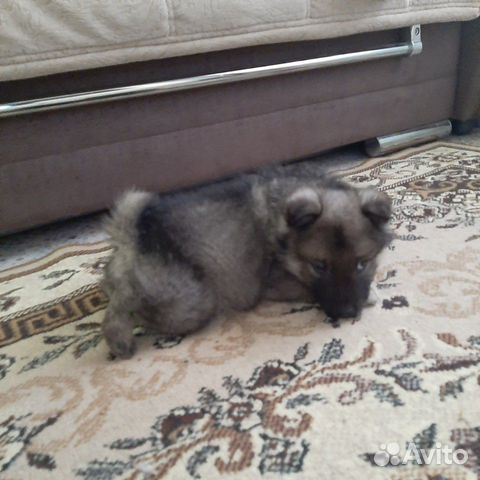 Щенок-метис маламута, 1,5 мес. мальчик