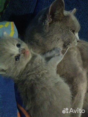 Британская кошечка