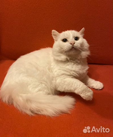 Мальчик Оскар ищет дом