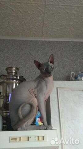 Вязка сфинкс