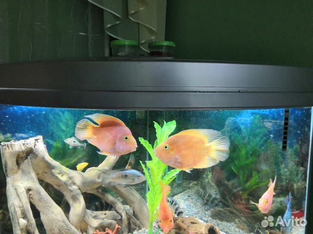 Цихлиды. Красный попугай