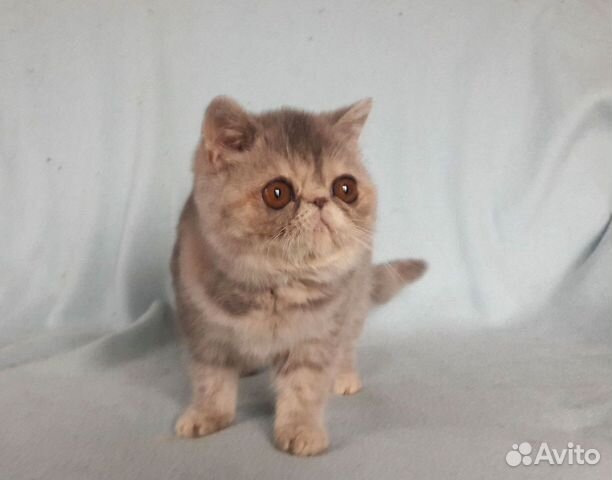 Котенок девочка экзот