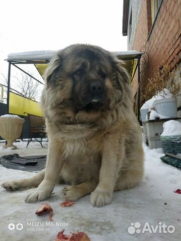 Вязка,мальчик ждет девочьку