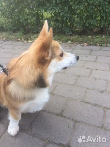 Вельш-корги пемброк