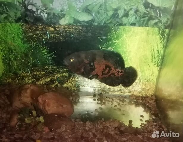 Астронотус