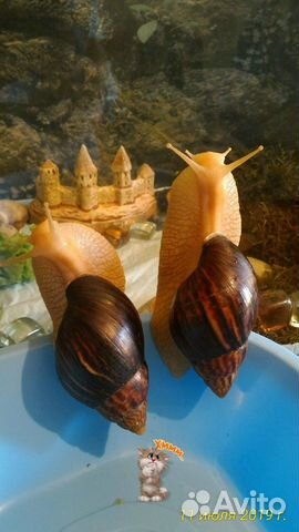 Ахатины с террариумом