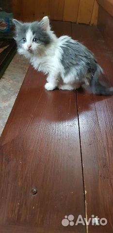 Милые котятки ищут новый дом