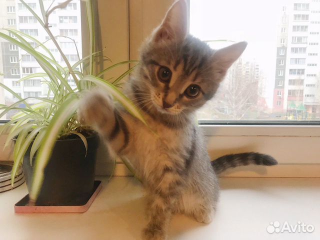 Котик