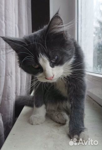 Голубые котики