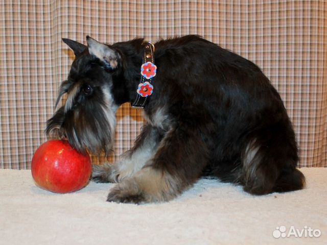 Цвергшнауцер черный с серебром, девочка 8 мес. РКФ