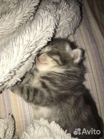 Продам шотландского вислоухого котёночка