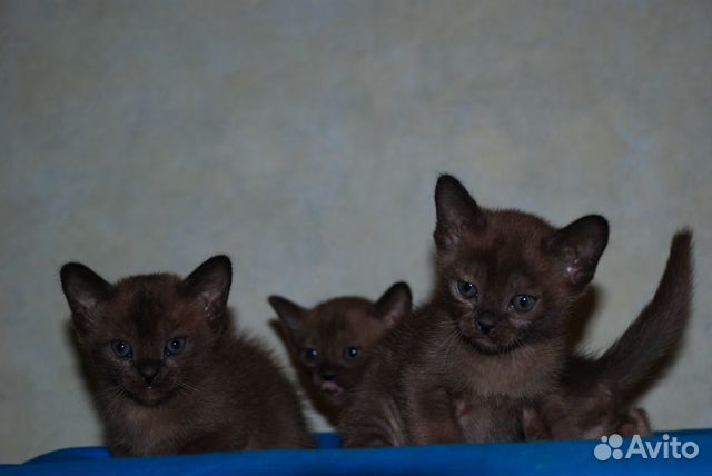 Котята европейской бурмы соболиного окраса