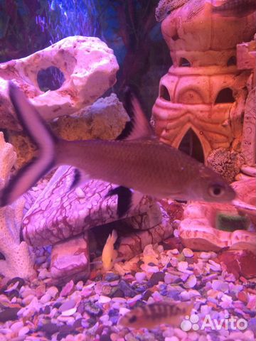 Аквариумные рыбки