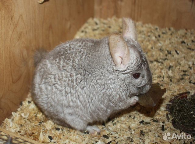 Пара шиншилл в хорошие руки