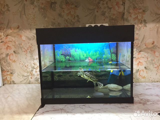 Красноухая болотная черепаха