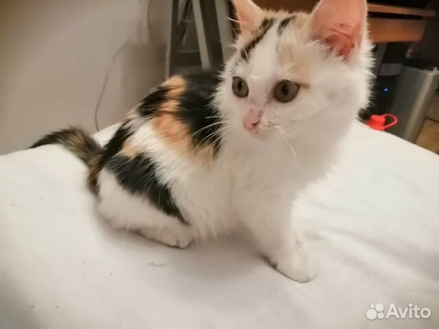 Добрая котейка ищет хозяев