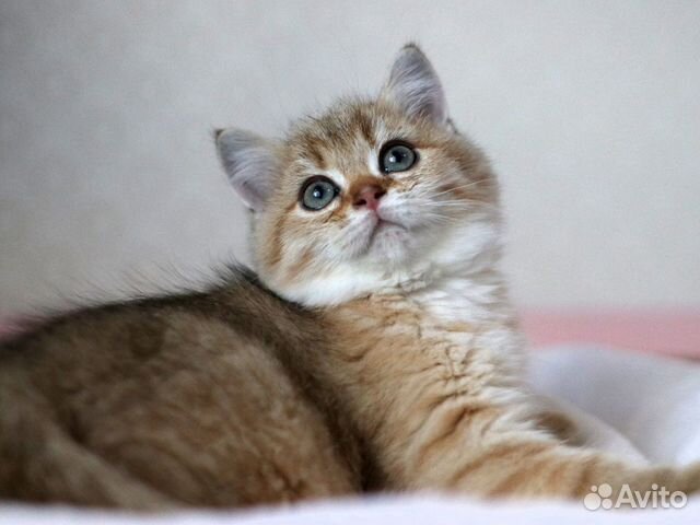 Роскошная кошка страйт золотая шиншилла