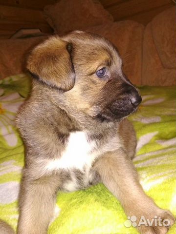 Щенок в добрые руки