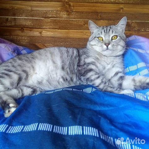 Молодой котик Дениска в добрые руки