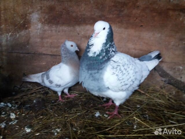 Голуби, горлицы