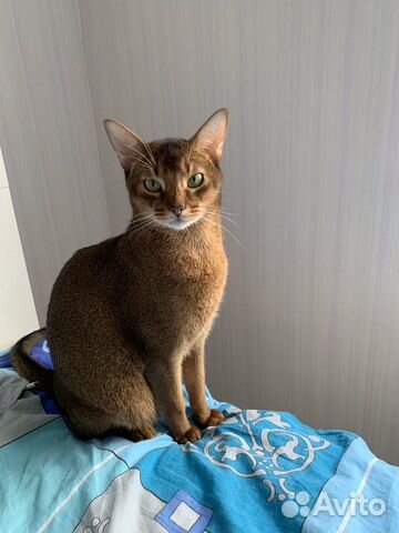 Абиссинец в добрые руки