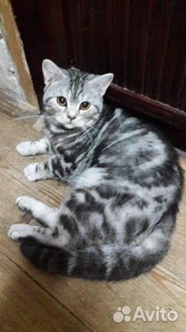 Продам чистокровного котёнка
