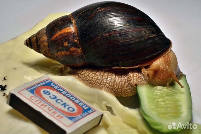 Отдам улитят Ахатины