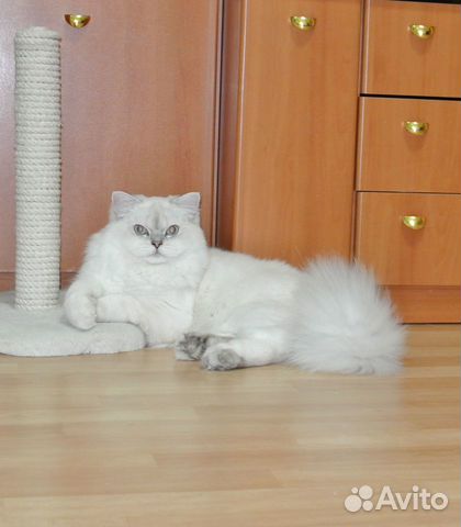 Британский кот лорд